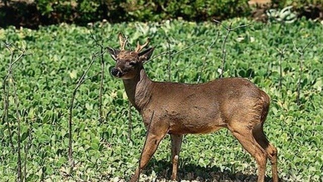 Petición · Sancionen la caza del Venado de Margarita y protejan su ...