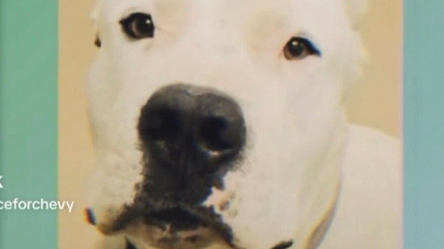 Petition · Seek Justice for Chevy! Revoke The Asher House 501c3 and End ...