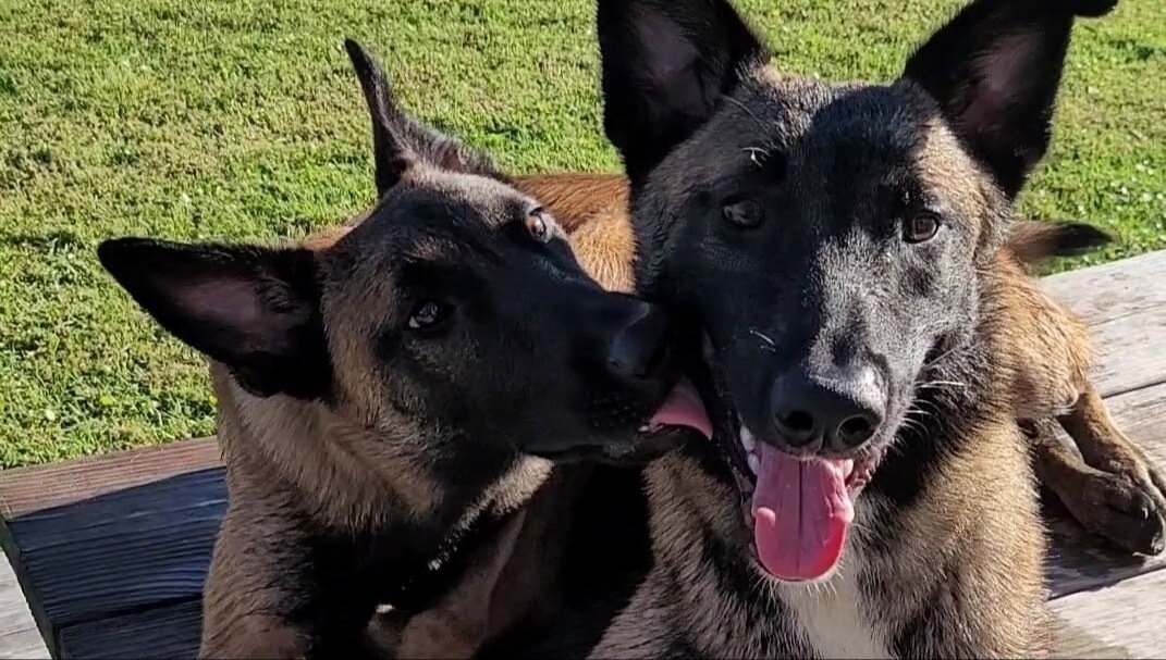 Petition · Establish Law Charging Police Officers for Canine ...