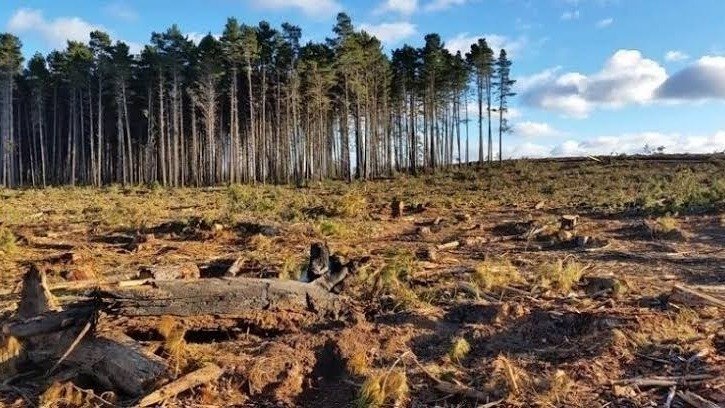 Petition · stop cutting trees - Philippines · Change.org