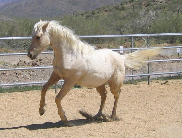 Petition · Inform my DR about Premarin and Premarin Horses. - United ...