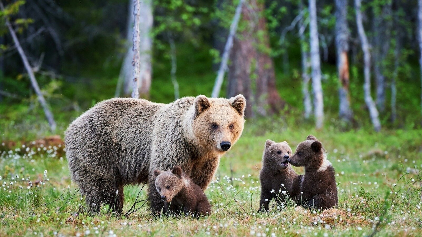 Petition · Stop H . R. 281—Protect Grizzly Bears & Respect Science ...