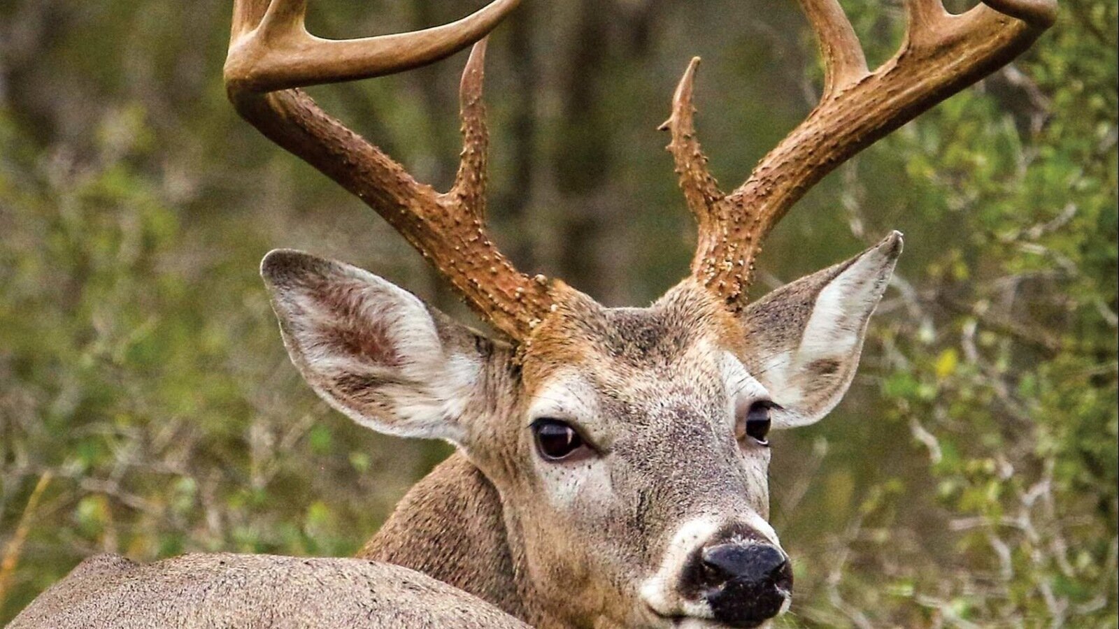 Petition · Limit and/or Increase Non-Resident Deer Tag Prices ...