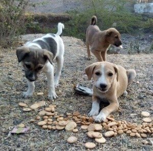 Petition · One Step to Save "Street Animals" - India · Change.org