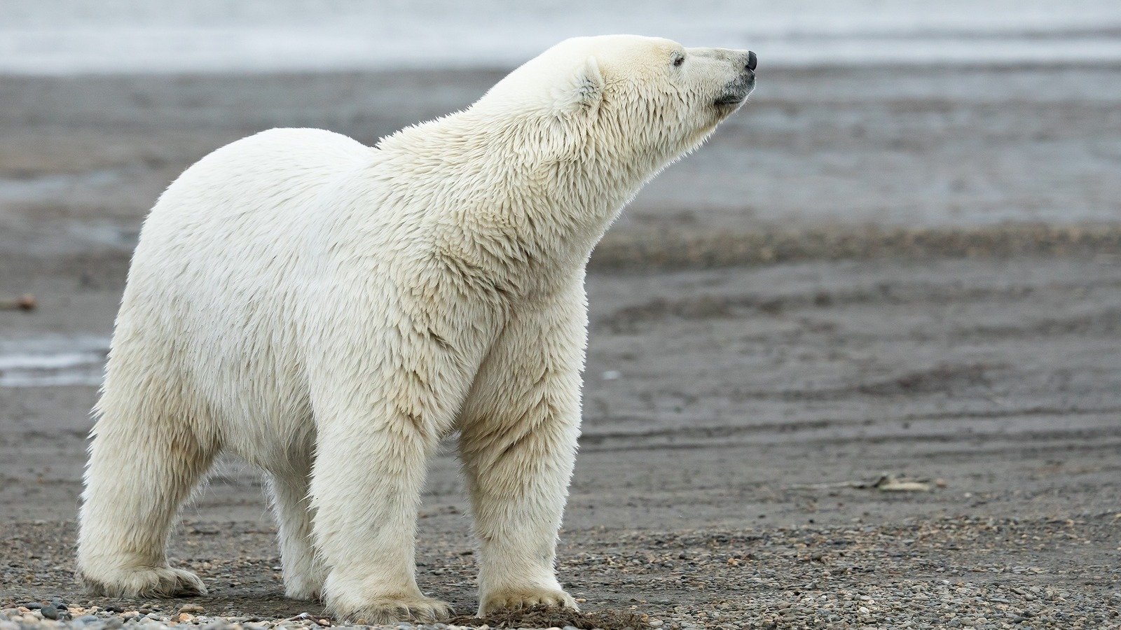 Petition · PLEASE HELP TO STOP THE WILLOW PROJECT AND SAVE EARTH - Laos ...