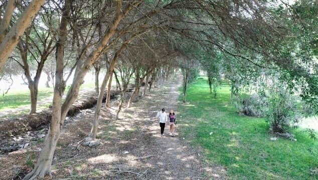 Petición · Ni un Árbol Menos. Separadora No Se Tala - Lima, Perú ...