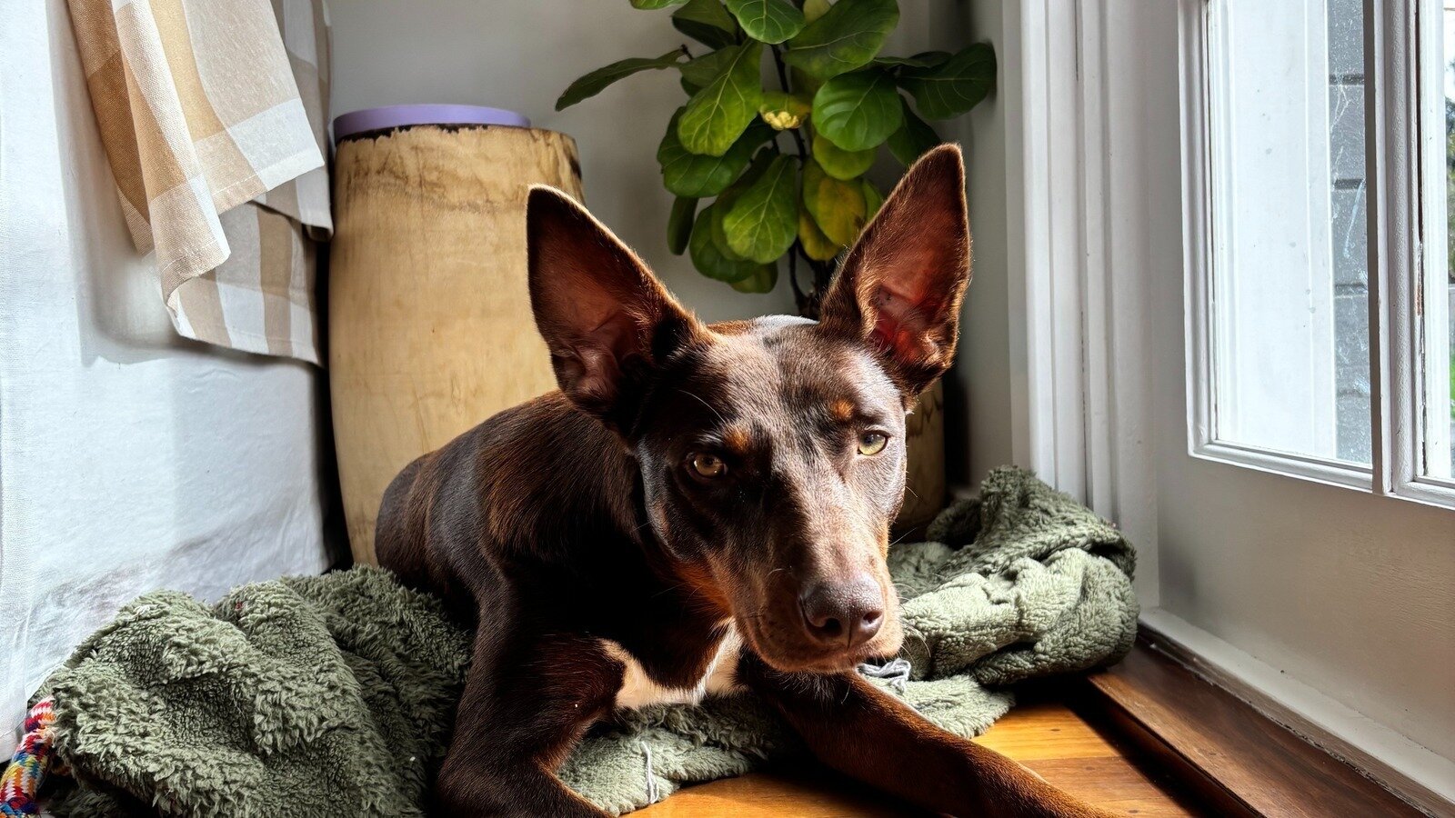 Petition · Help us keep Delta Safe! - Perth, Australia · Change.org