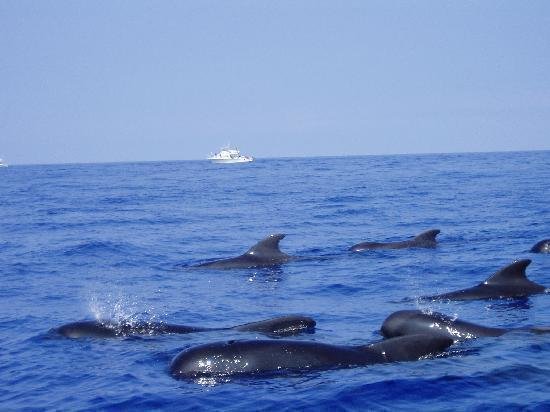 Petition · Ban Whaling in the Faroe Islands - Denmark · Change.org