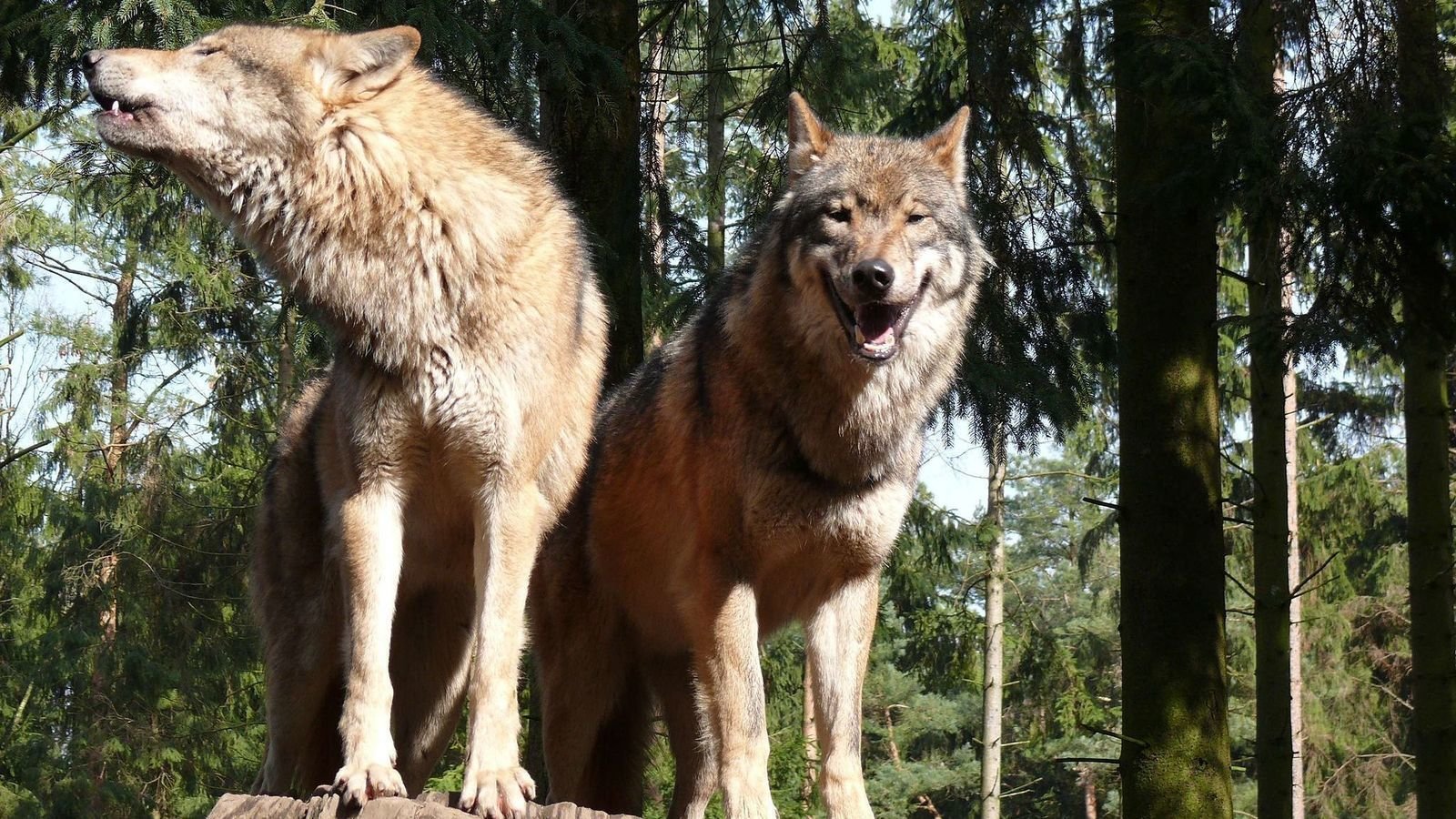 Petition · Mit dem Menschen! - Für den Wolf! - Deutschland · Change.org
