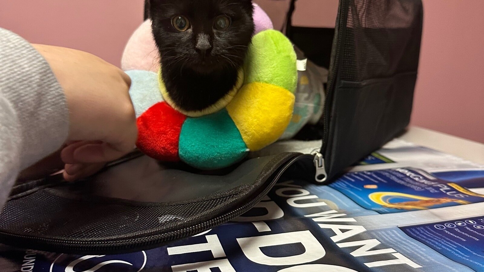 Petition · Demand Justice for Art and Closure of Cat Nap of the Heart ...