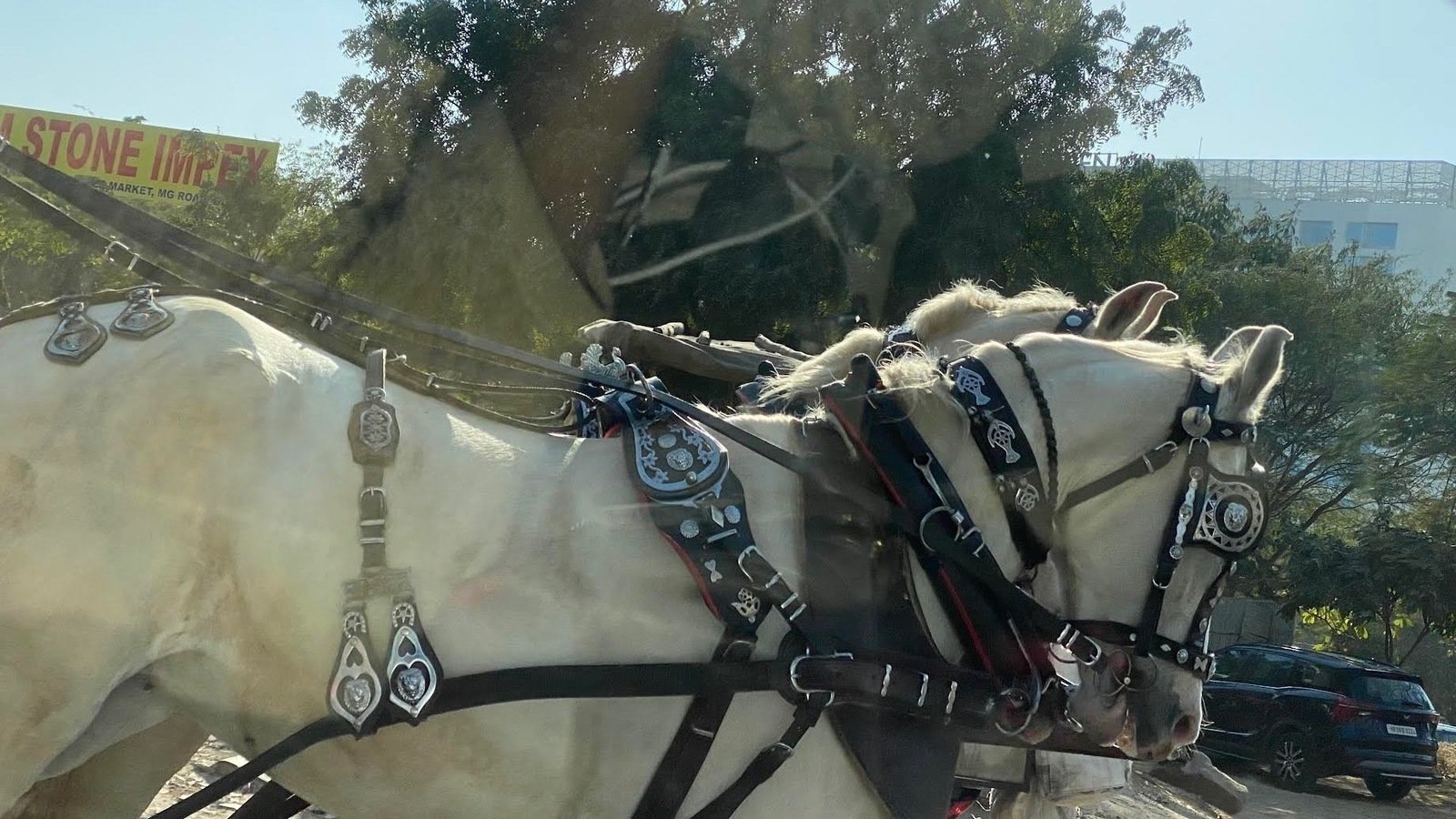 Petition · To ban the practice of animals as labor - India · Change.org