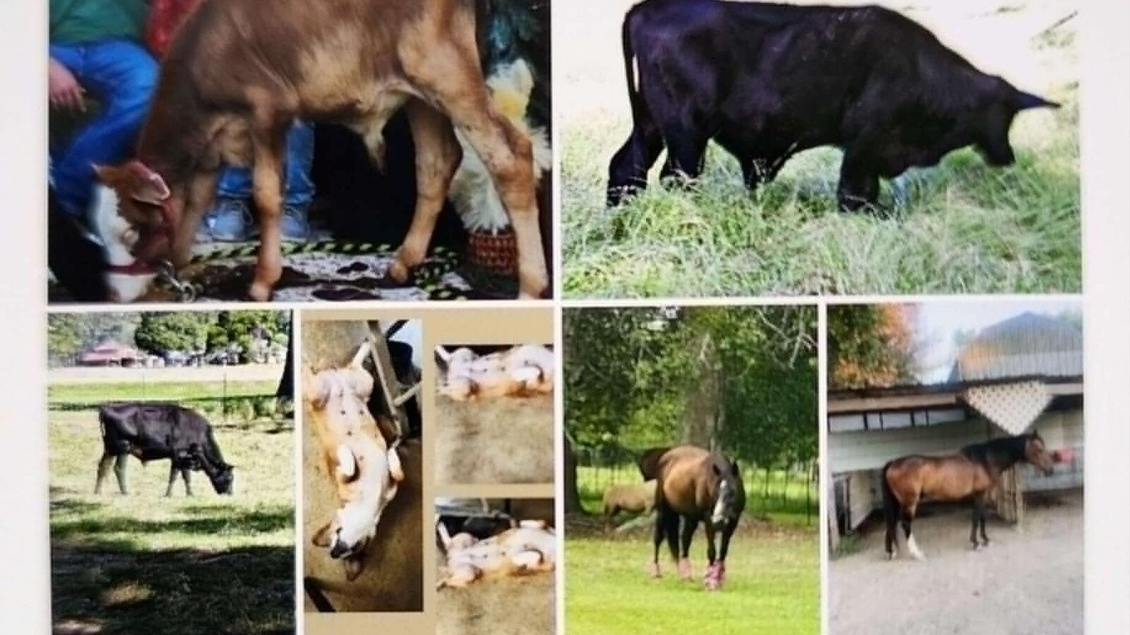Petition · Demand Justice for Unlawfully Seized Animals and Violation ...
