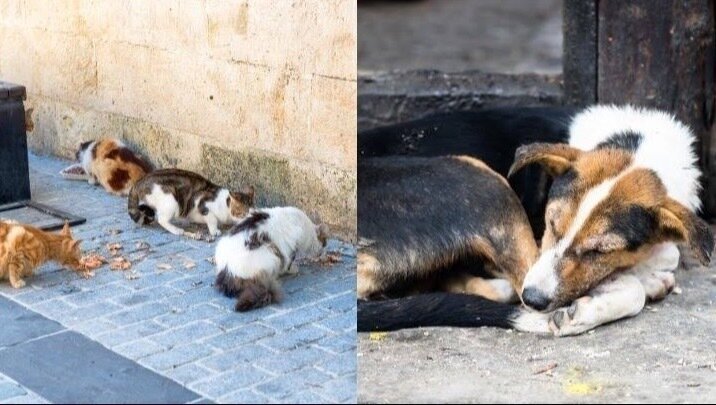 Petition · 🐾 Paws for a Cause: Save Stray Animals Now! 🐾 - Philippines ...