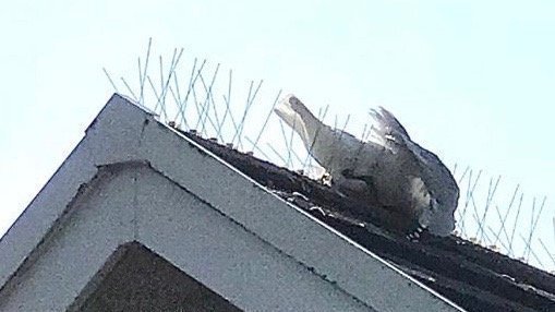 Petition · Reduce the use of cruel bird deterrents on buildings to ...