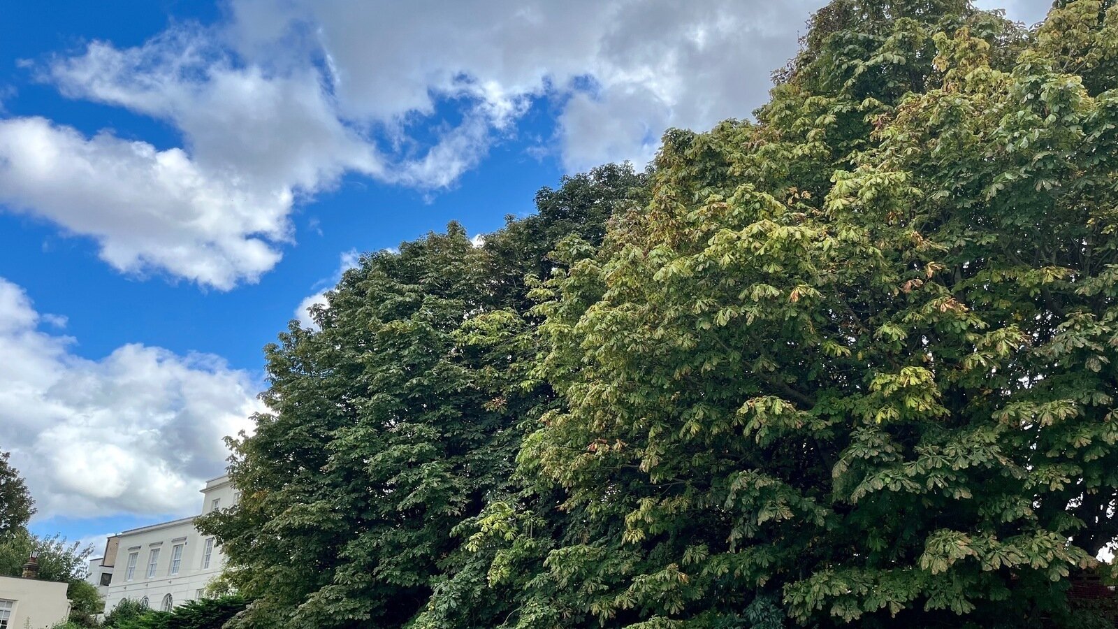 Petition · Save Veteran Horse Chestnut Trees in St Andrew’s Gardens ...