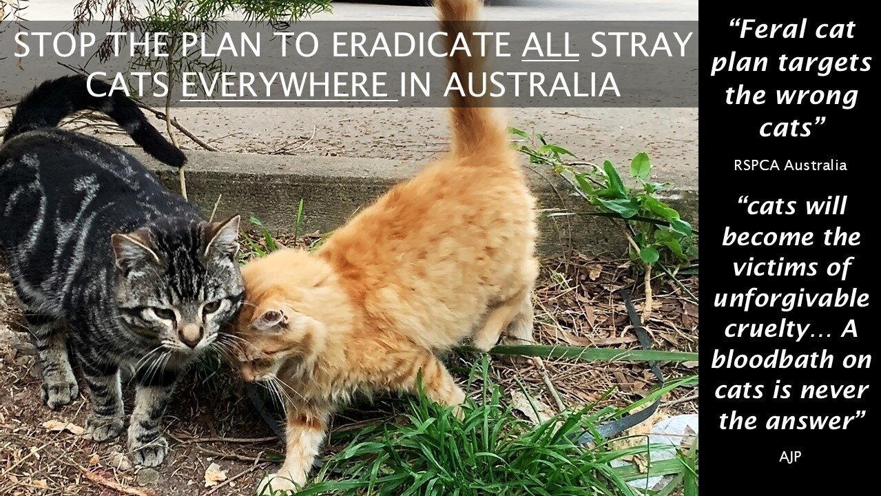 Petition · Stop the planned Australian eradication of ALL Stray cats ...