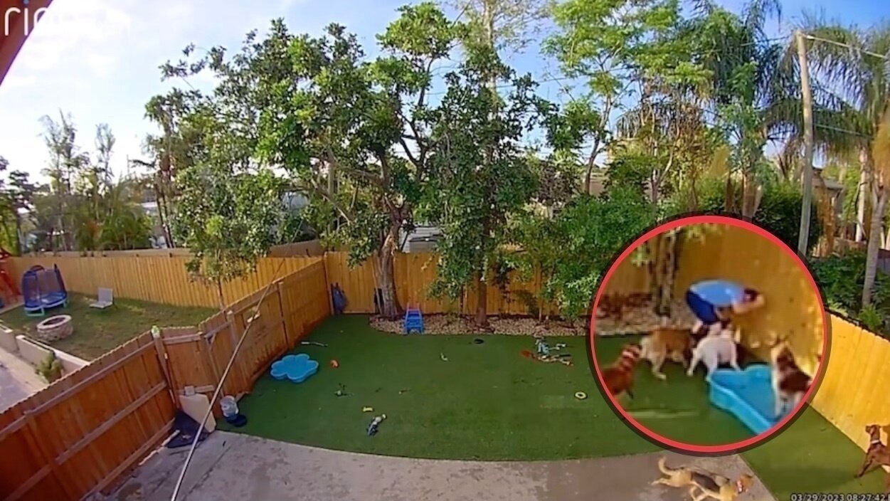 Petition · Justice for Grizzly! Shut Down Pawsome Sitters LLC ...