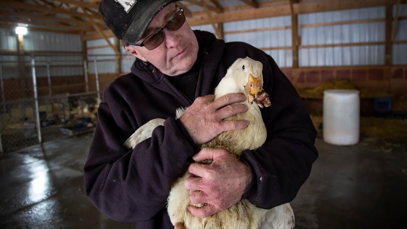 Petition · Stop the Euthanasia of Flightless Ducks and Geese at ...