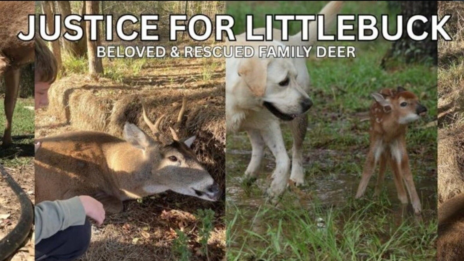 Petition · Justice for Little Buck - New Zealand · Change.org