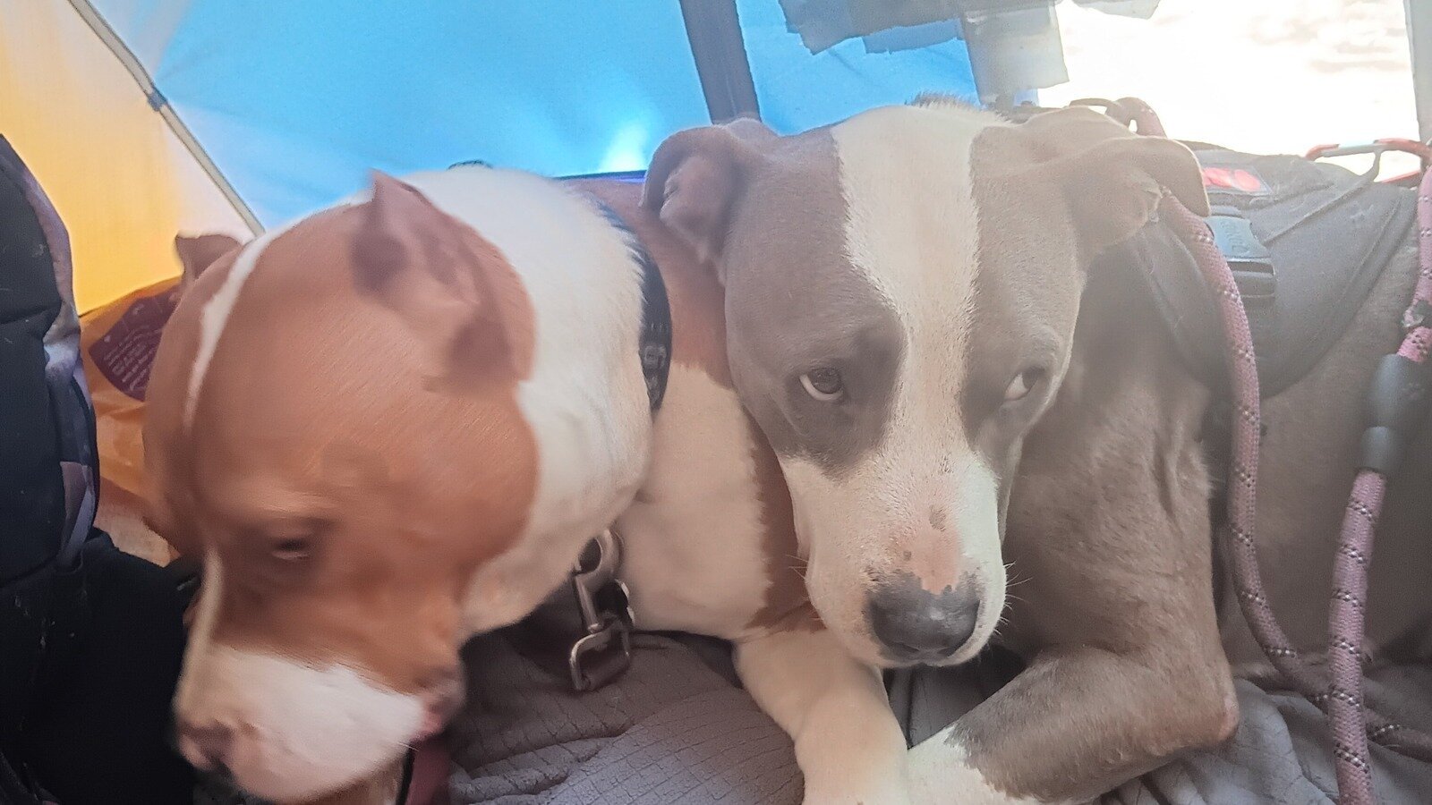 Petition · Stop Denver Co animal control from abusing their powers of ...