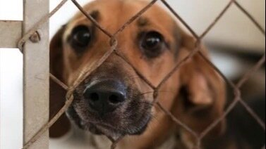 Petition · Impose a Temporary National Ban on Non-Working Dog Breeding ...
