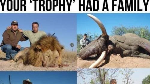 Petition · Stop Trophy Hunting! - United States · Change.org