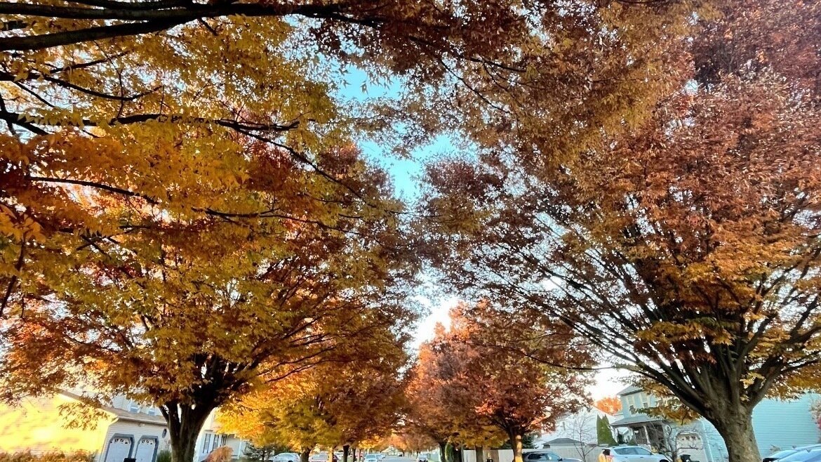 Petition · Preserve Hamilton's Trees While Fixing Sidewalks - Hamilton ...