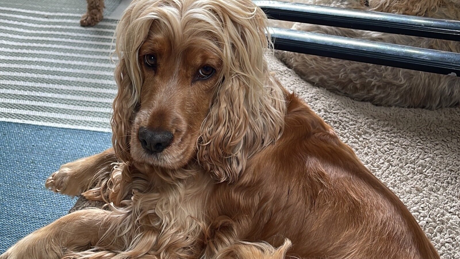 Petition · Save my dogs please - United Kingdom · Change.org