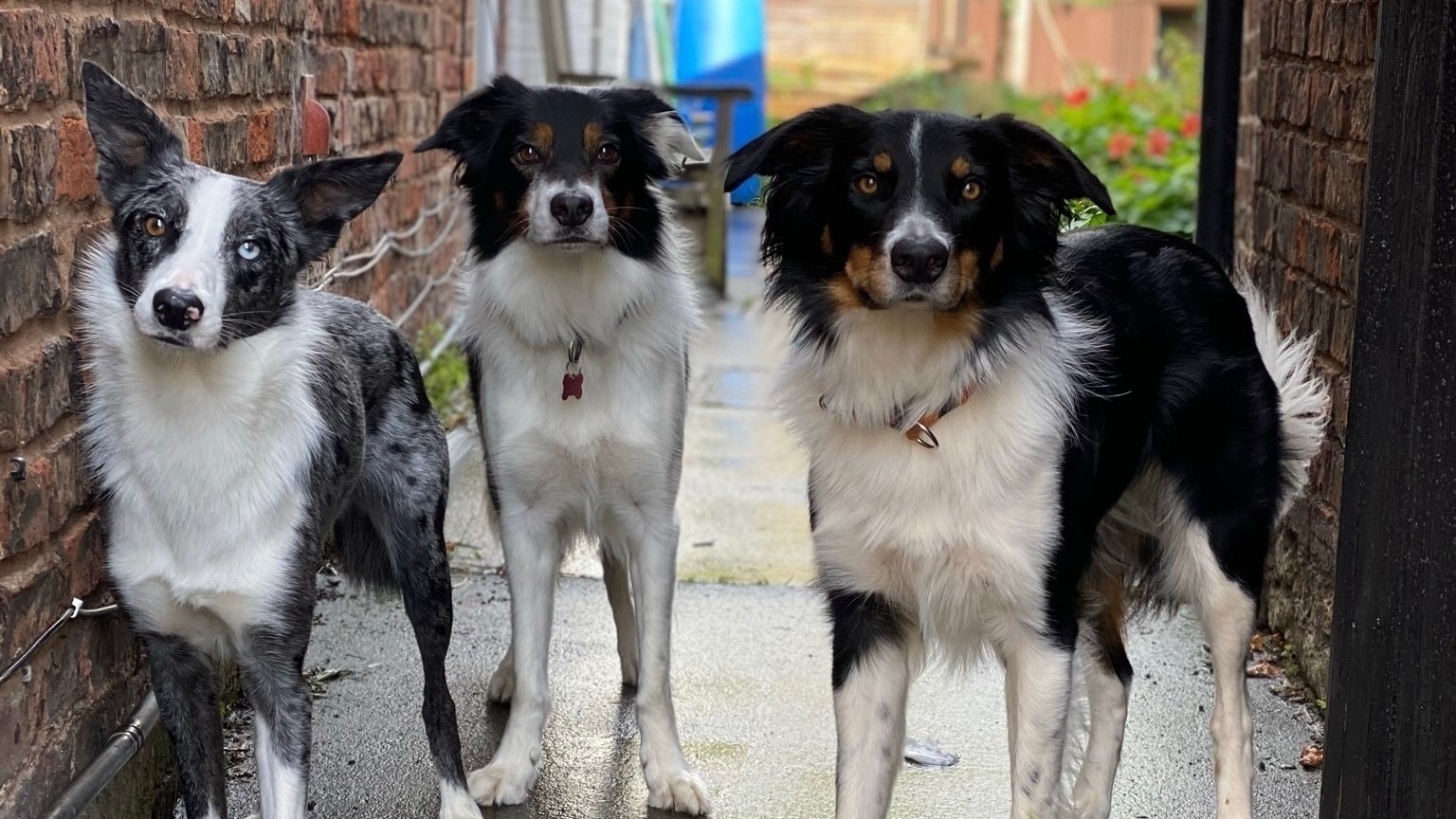 Petition Licence s For Dog Breeding United Kingdom Change Petition Licence s For Dog Breeding United Kingdom Change