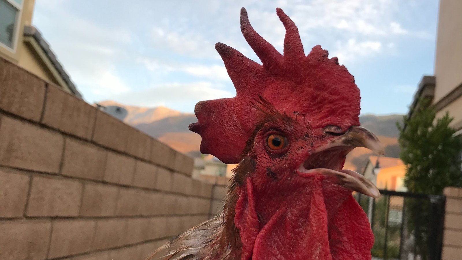Petition · Legalize Roosters In Southern California & Save Their Lives ...