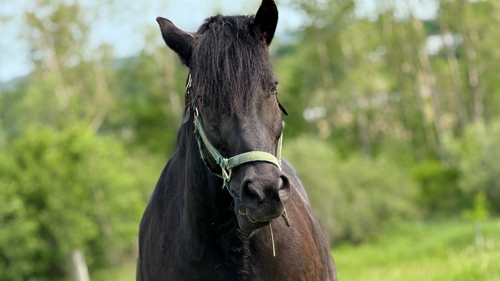 Petition · Petition to Remove Animals and Initiate Independent ...