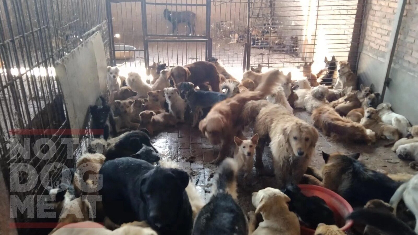 Petition update · WE NEED YOUR HELP FOR THE YULIN ANGELS · Change.org ...