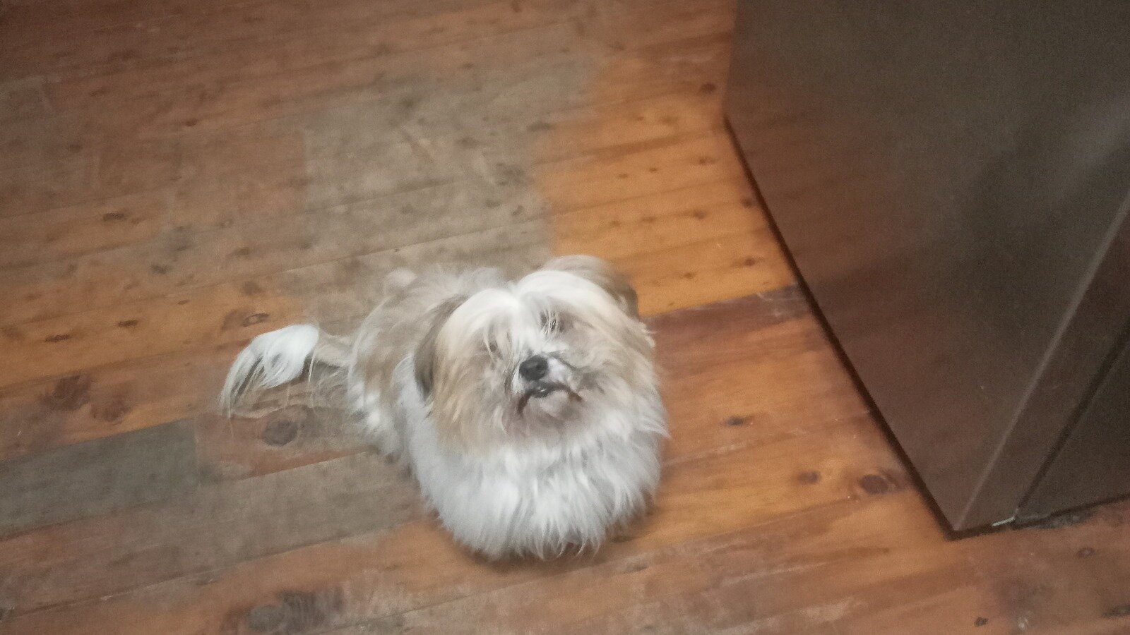 Petition · Payment plans to treat sick animals - Australia · Change.org