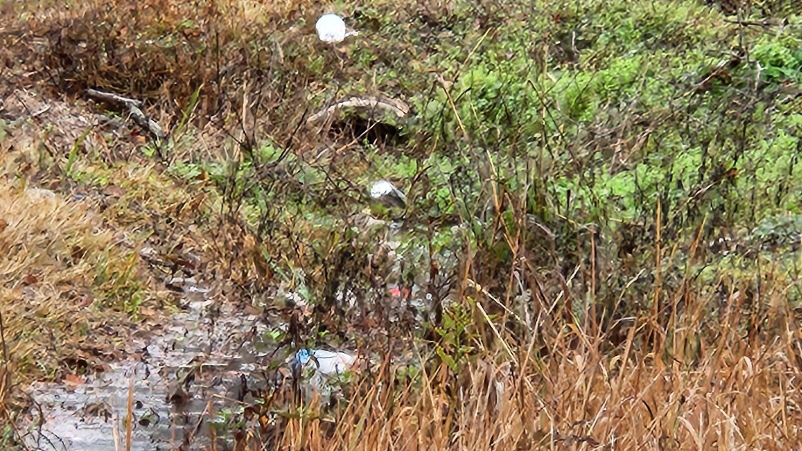 Petition · Demand Mobile County to Address Overgrown and Clogged ...