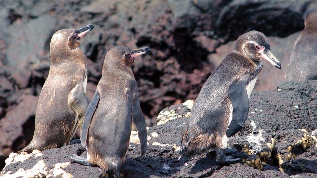 Petition · Stop Bycatch to Save Galapagos Penguins - United States ...