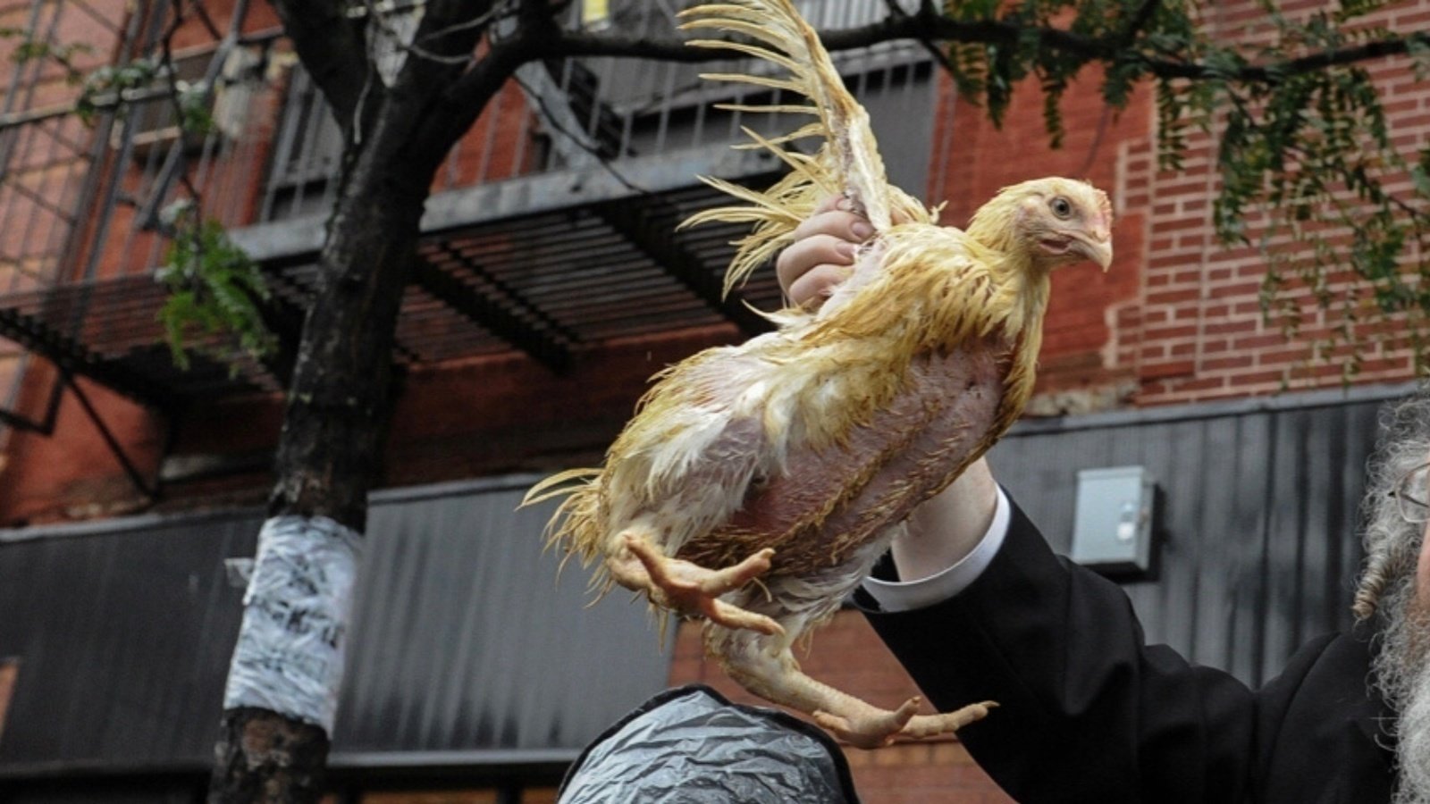 Petition · Ban chicken use & slaughter for Kaporos - Cleveland Heights ...