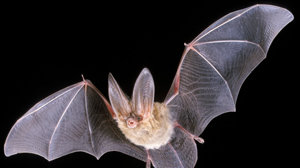 Petition · Vote for Rafinesque's big-eared bat as Transylvania's new ...