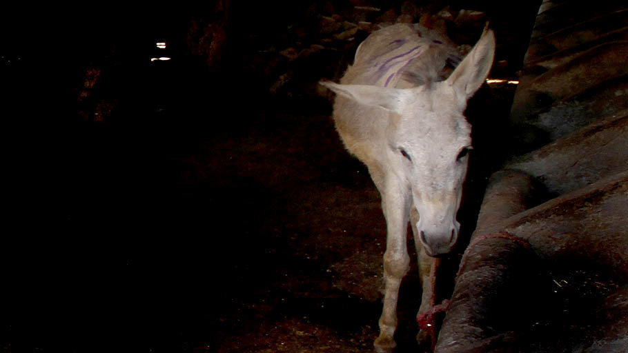 Petition · AUSTRALIAN DONKEYS FACE BEING BLUDGEONED TO DEATH WITH ...