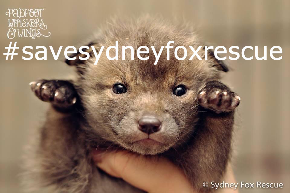 Petition · Save Sydney Fox Rescue - Australia · Change.org