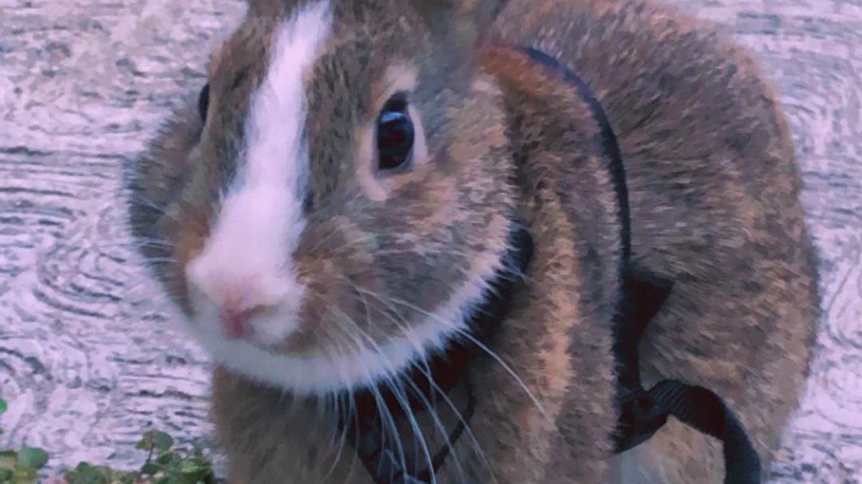 Petition · Save Coco ‍♂️ - United States · Change.org