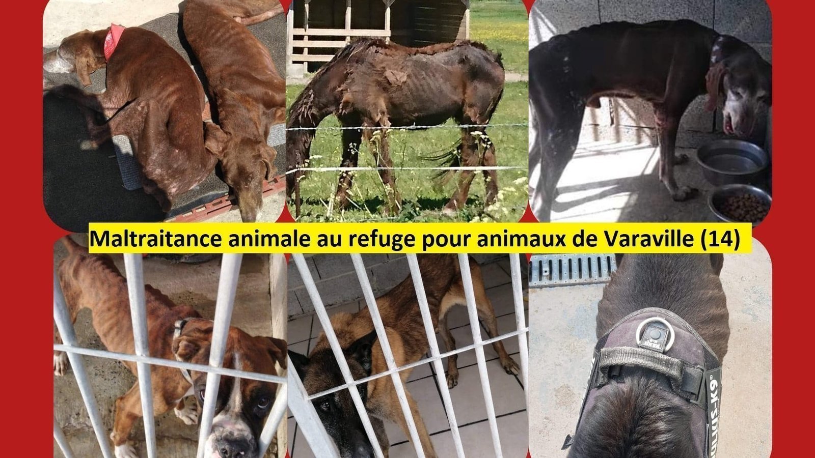Pétition · Maltraitance animale au refuge pour animaux de Varaville (14 ...