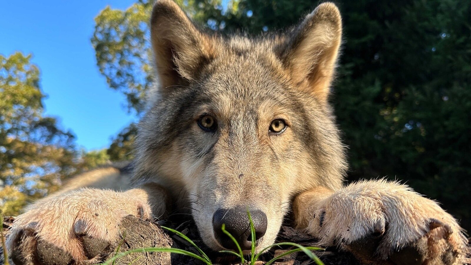 Petition · Join the fight to save wolves from hunting and make it ...