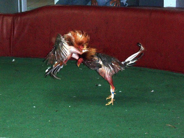 Petition · Stop Rooster Fights In Puerto Rico! · Change.org