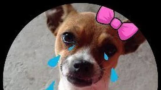 Petición · Rescate de chiwis - México · Change.org