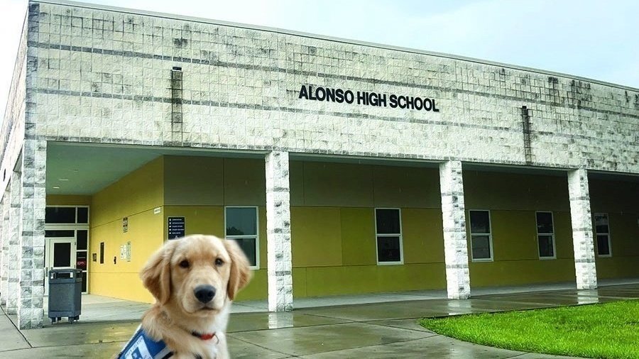 Petition · Get Alonso High School a Therapy Dog - Tampa, United States ...