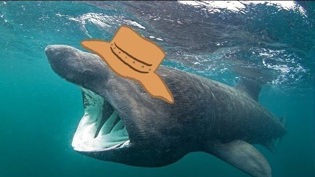 Petition · Secure Federal Protection for the Endangered Basking Shark ...