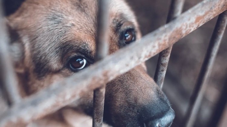 Petition · Every 60 seconds an animal suffers from abuse...let’s save ...