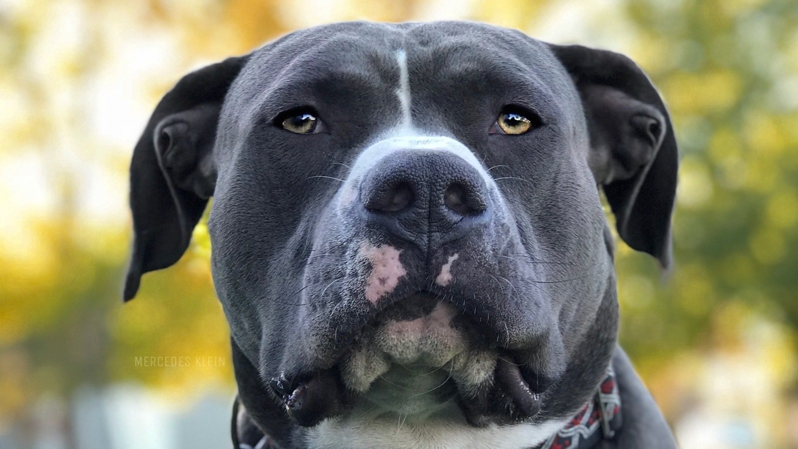 Petition Make Any Form Of Animal Abuse Illegal Worldwide Change petition-make-any-form-of-animal-abuse-illegal-worldwide-change