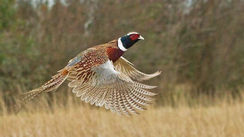 Petition · Save the Western Washington Pheasant Hunting Program and ...