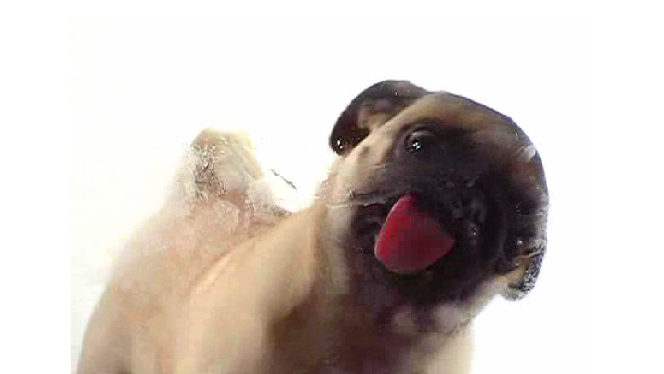 Petition · Make the Pug From sanger.dk the President - United States ...